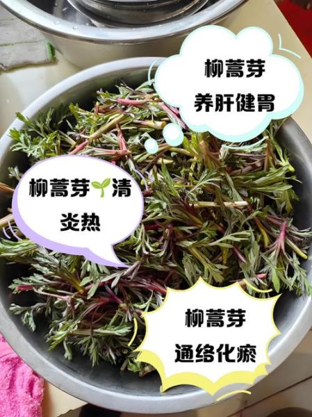 柳蒿芽汤怎么做_柳蒿芽汤的做法窍门-第3张图片-山城妙识