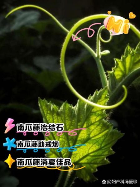 南瓜藤图片大全_如何识别可食用品种-第3张图片-山城妙识