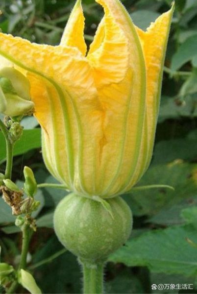 南瓜藤图片大全_如何识别可食用品种-第2张图片-山城妙识