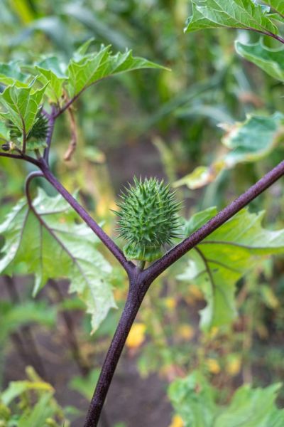 苍耳长什么样_苍耳高清大图怎么拍-第3张图片-山城妙识 苍耳长什么样_苍耳高清大图怎么拍-第3张图片-山城妙识