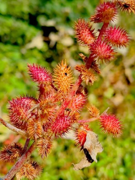 苍耳长什么样_苍耳高清大图怎么拍-第1张图片-山城妙识 苍耳长什么样_苍耳高清大图怎么拍-第1张图片-山城妙识