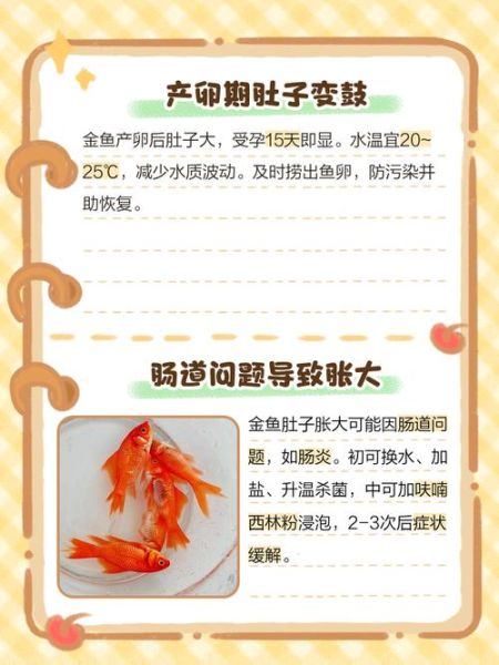 鱼肚子鼓起来怎么回事_金鱼腹胀原因-第1张图片-山城妙识 鱼肚子鼓起来怎么回事_金鱼腹胀原因-第1张图片-山城妙识