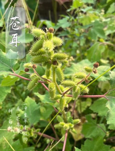 苍耳长什么样_苍耳高清大图怎么拍-第2张图片-山城妙识 苍耳长什么样_苍耳高清大图怎么拍-第2张图片-山城妙识