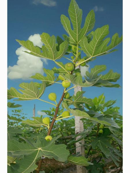 无花果树图片大全_如何养护无花果树-第1张图片-山城妙识 无花果树图片大全_如何养护无花果树-第1张图片-山城妙识