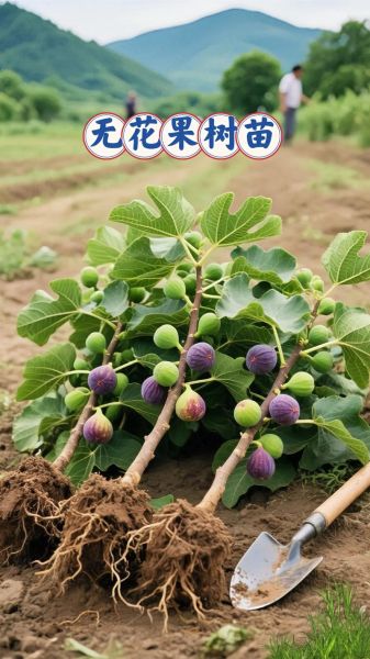 无花果树图片大全_如何养护无花果树-第2张图片-山城妙识 无花果树图片大全_如何养护无花果树-第2张图片-山城妙识