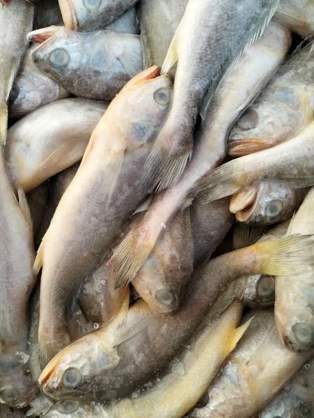 冷冻小黄鱼怎么做好吃_冷冻小黄鱼的家常做法-第1张图片-山城妙识