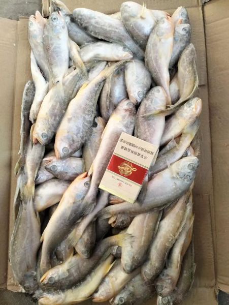 冷冻小黄鱼怎么做好吃_冷冻小黄鱼的家常做法-第2张图片-山城妙识