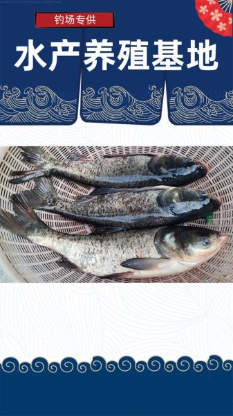 花鲢鱼多少钱一斤_花鲢鱼批发价格走势-第1张图片-山城妙识 花鲢鱼多少钱一斤_花鲢鱼批发价格走势-第1张图片-山城妙识