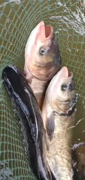 花鲢鱼多少钱一斤_花鲢鱼批发价格走势-第2张图片-山城妙识 花鲢鱼多少钱一斤_花鲢鱼批发价格走势-第2张图片-山城妙识