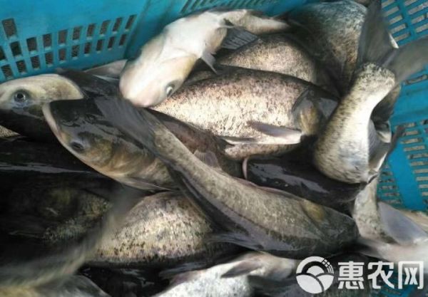 花鲢鱼多少钱一斤_花鲢鱼批发价格走势-第3张图片-山城妙识 花鲢鱼多少钱一斤_花鲢鱼批发价格走势-第3张图片-山城妙识