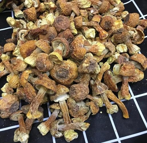 姬松茸价格一斤多少钱_姬松茸多少钱一斤-第1张图片-山城妙识