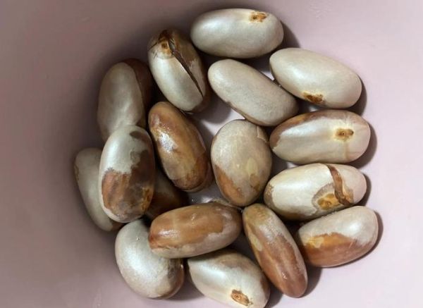 菠萝蜜核炖鸡的功效_孕妇能吃吗-第3张图片-山城妙识