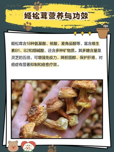 姬松茸价格一斤多少钱_姬松茸多少钱一斤-第3张图片-山城妙识