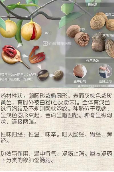 肉蔻图片_肉蔻香料作用-第2张图片-山城妙识