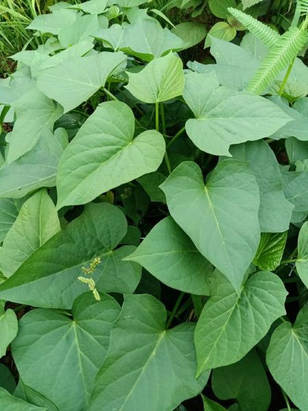 红薯叶怎么做好吃_红薯叶的做法视频-第3张图片-山城妙识