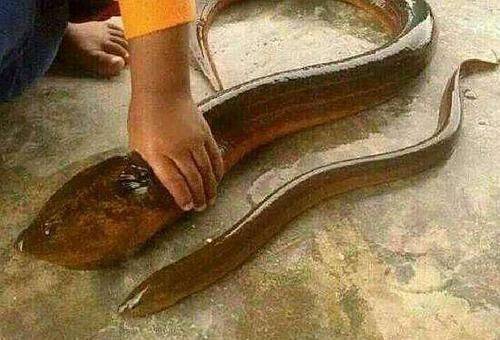 万一吃到望月鳝怎么办_中毒症状与急救步骤-第3张图片-山城妙识