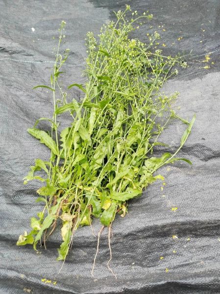 荠菜煮鸡蛋能治头疼吗_荠菜鸡蛋治头疼是真的吗-第3张图片-山城妙识