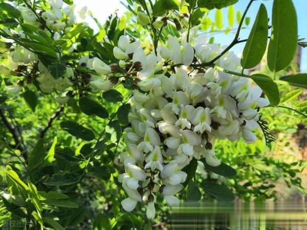 槐花雅称有哪些_古人为何偏爱槐蕊-第2张图片-山城妙识