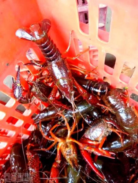 养龙虾需要什么条件_养龙虾需要什么技术-第1张图片-山城妙识