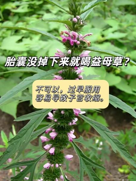 益母草喝了两天流产了_益母草流产风险-第1张图片-山城妙识