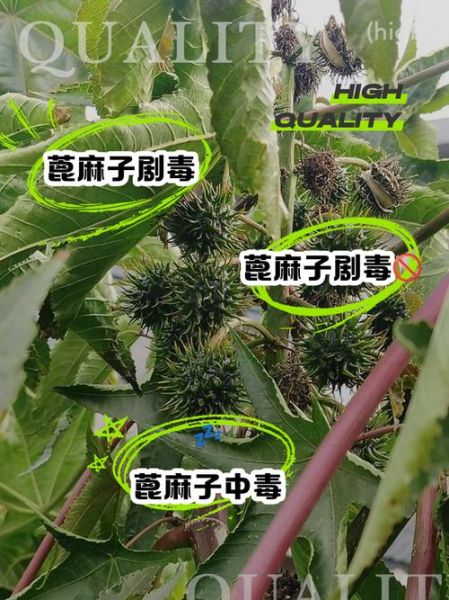 蓖麻子几粒致人死亡_中毒剂量与症状-第2张图片-山城妙识