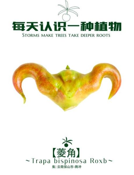 菱角的寓意和象征_菱角代表什么-第1张图片-山城妙识