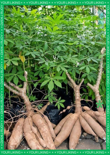 木薯图片长什么样_木薯和红薯区别图解-第3张图片-山城妙识