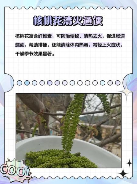 核桃花泡水有什么好处_核桃花泡水怎么喝才有效-第1张图片-山城妙识