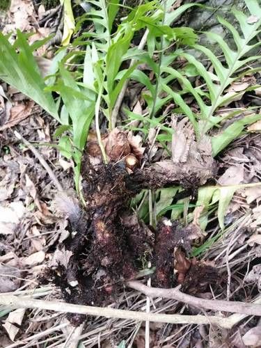 毛姜怎么吃_毛姜的正确吃法-第1张图片-山城妙识 毛姜怎么吃_毛姜的正确吃法-第1张图片-山城妙识