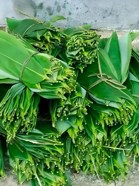 粽叶是什么植物的叶子_粽叶图片大全-第1张图片-山城妙识