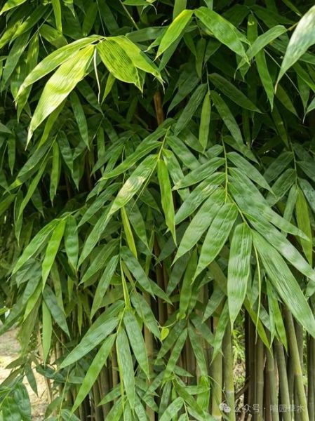 粽叶是什么植物的叶子_粽叶图片大全-第3张图片-山城妙识