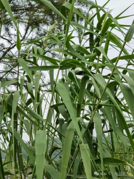 粽叶是什么植物的叶子_粽叶图片大全-第2张图片-山城妙识