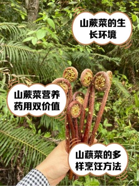 山蕨菜图片_如何辨别真假山蕨菜-第1张图片-山城妙识 山蕨菜图片_如何辨别真假山蕨菜-第1张图片-山城妙识