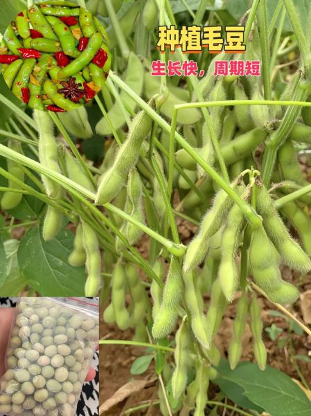 吃毛豆会发胖吗_毛豆减肥还是增肥-第3张图片-山城妙识