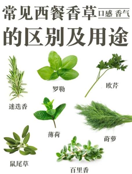 香草精图片_香草精和香草荚区别-第2张图片-山城妙识