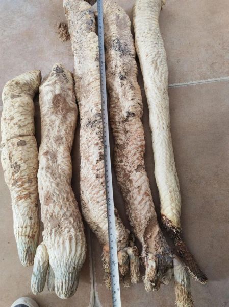 锁阳多少钱一斤_锁阳价格走势-第1张图片-山城妙识 锁阳多少钱一斤_锁阳价格走势-第1张图片-山城妙识