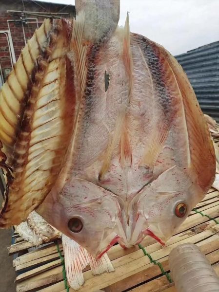 农村说的红鱼是什么鱼_红鱼是鲤鱼还是鲫鱼-第3张图片-山城妙识