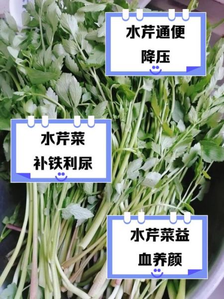 水芹菜的功效与作用_水芹菜怎么做好吃-第1张图片-山城妙识