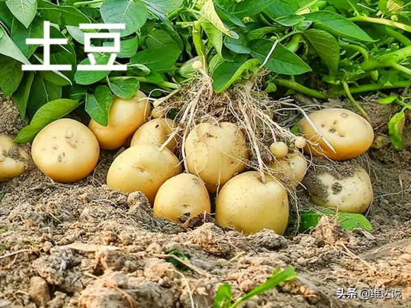 马铃薯图片大全_如何挑选高清马铃薯照片-第1张图片-山城妙识