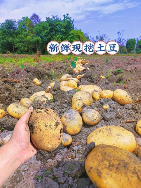 马铃薯图片大全_如何挑选高清马铃薯照片-第3张图片-山城妙识