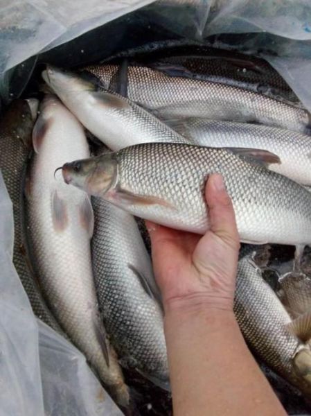 银鳕鱼多少钱一斤_银鳕鱼价格为什么差距大-第3张图片-山城妙识 银鳕鱼多少钱一斤_银鳕鱼价格为什么差距大-第3张图片-山城妙识