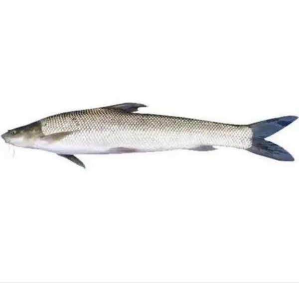 银鳕鱼多少钱一斤_银鳕鱼价格为什么差距大-第2张图片-山城妙识 银鳕鱼多少钱一斤_银鳕鱼价格为什么差距大-第2张图片-山城妙识