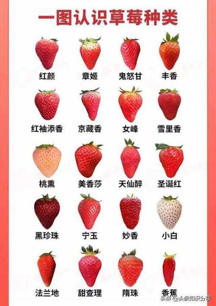 水果种类大全名字_哪些水果名字最冷门-第2张图片-山城妙识 水果种类大全名字_哪些水果名字最冷门-第2张图片-山城妙识