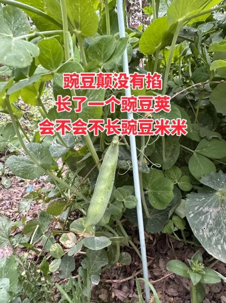 豌豆荚app下载官网在哪_豌豆荚官网下载安全吗-第3张图片-山城妙识 豌豆荚app下载官网在哪_豌豆荚官网下载安全吗-第3张图片-山城妙识