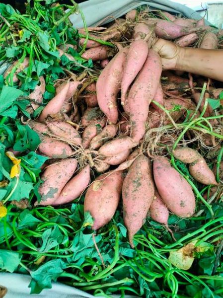 地瓜图片怎么区分品种_常见地瓜品种有哪些-第2张图片-山城妙识