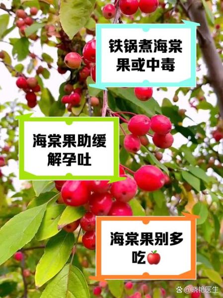 海棠果有毒吗_海棠果能吃吗-第1张图片-山城妙识
