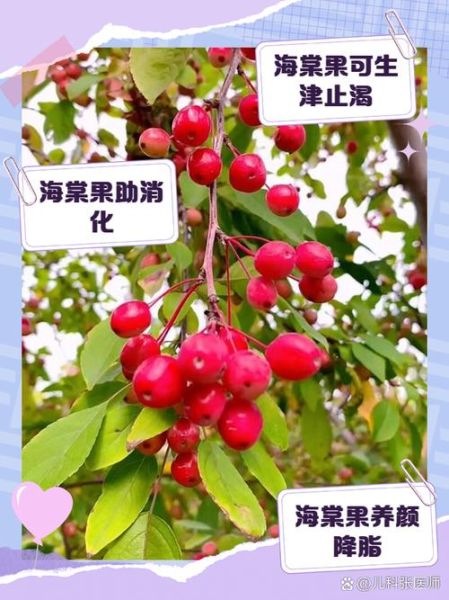 海棠果有毒吗_海棠果能吃吗-第3张图片-山城妙识