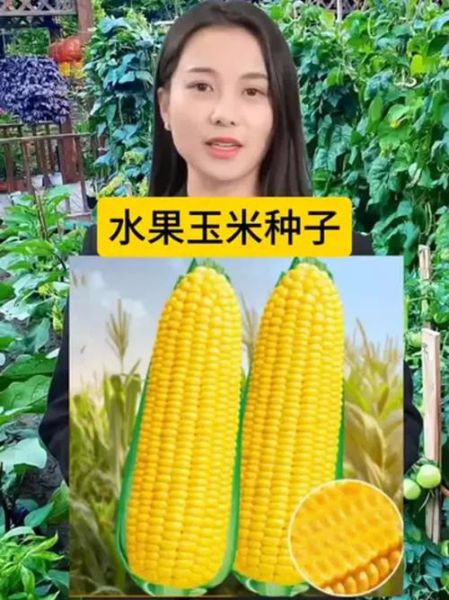水果玉米怎么种_水果玉米种植技术与管理-第3张图片-山城妙识 水果玉米怎么种_水果玉米种植技术与管理-第3张图片-山城妙识
