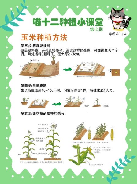 水果玉米怎么种_水果玉米种植技术与管理-第2张图片-山城妙识 水果玉米怎么种_水果玉米种植技术与管理-第2张图片-山城妙识