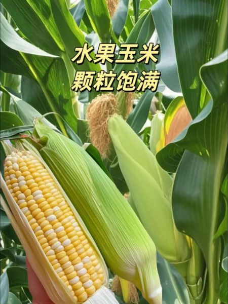 水果玉米怎么种_水果玉米种植技术与管理-第1张图片-山城妙识 水果玉米怎么种_水果玉米种植技术与管理-第1张图片-山城妙识